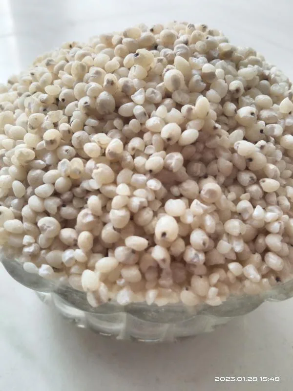 Uzhavan Unavu - Organic - White cholam / Sorghum / Saphed Cholam ...