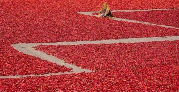 Marwar Mathania Mirch Red Chilli Whole & Dry (Sukhi Lal Mirchi Sabut ...