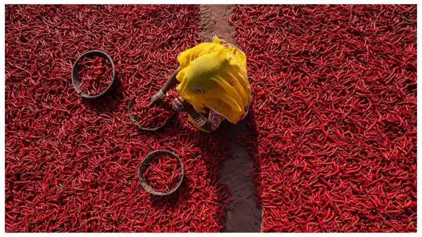 Marwar Mathania Mirch Red Chilli Whole & Dry (Sukhi Lal Mirchi Sabut ...