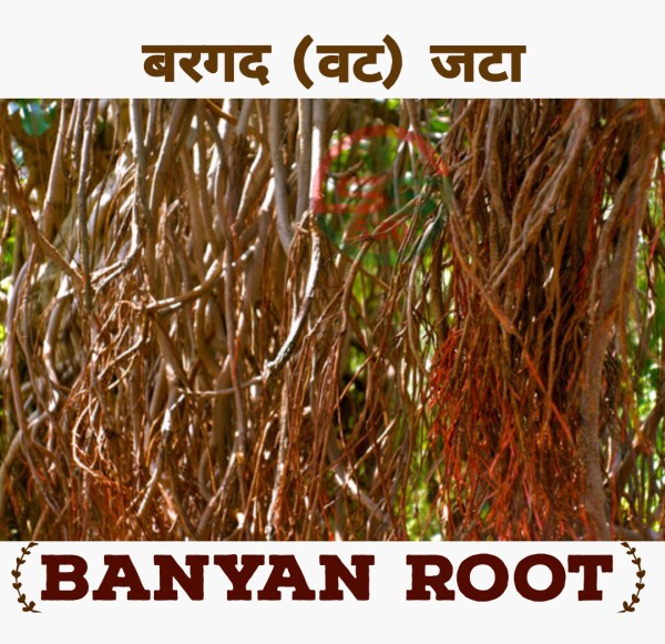 SS520 Bargad Jata 200g. Dry Banyan Root Vat Bad Ki Dhadi Bad Marri ...