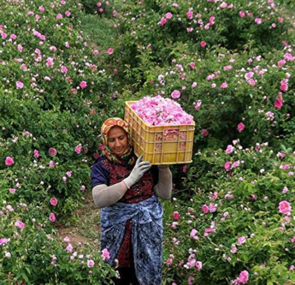 Blue Tea Rose Herbal Tea -100 g - JioMart