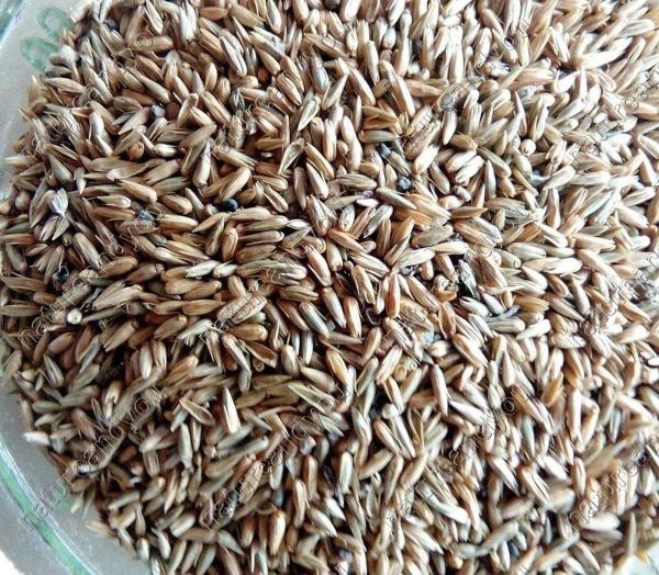 Nishtha Exports Apamarg Seeds -Uttareni Seeds Latjira Beej Edible ...