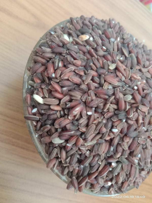 Organic Traditional Poongar Rice(Common Name as a Red Rice) 1 year Old ...