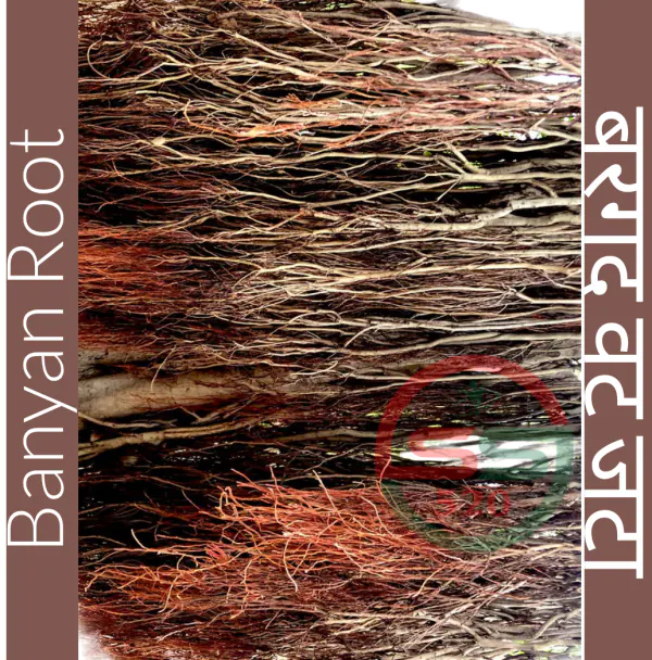 SS520 Bargad Jata 400g. Dry Banyan Root Vat Bad Ki Dhadi Bad Marri ...