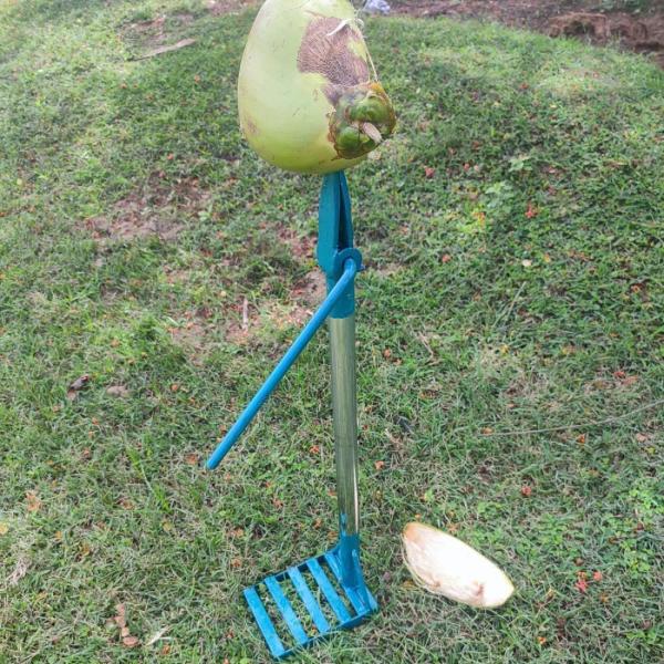 Subaa Coconut Husk Peeler, Husk Remover ( Green/Blue Color) Height - 60 ...