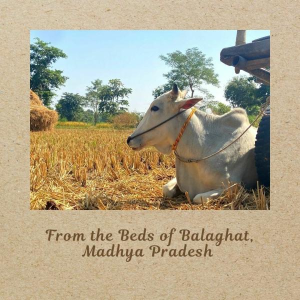 APKA KISAN |25 Kg |Kolam Rice |Lachkari Raw Rice |Non-sticky |Fluffy ...