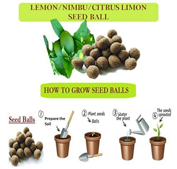 Mgbn The Path For The Healthier Life With Beauty Easy Grow Seedballs ...