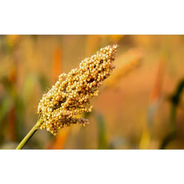 Farmbean Whole Yellow Jowar Grains 5 KG / Sorghum / Jonna For Weight ...