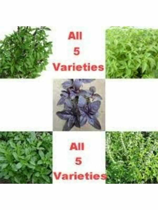 Velicia All season Pure Tulsi drops with Antioxidants, Antiseptic and ...