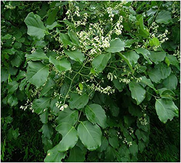 MGBN THE PATH FOR THE HEALTHIER LIFE WITH BEAUTY Dalbergia Latifolia ...