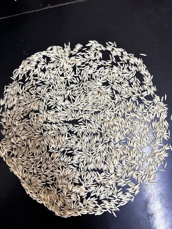 WHITE PARI 777 BIRYANI BASMATI RICE 26KG - JioMart