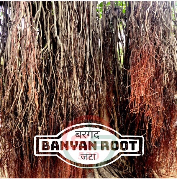 SS520 Bargad Jata 100g. Dry Banyan Root Vat Bad Ki Dhadi Bad Marri ...