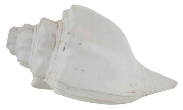 SoilMade Big Garuda Shankh White Color Shell Shankh Size Approx 12 CM ...