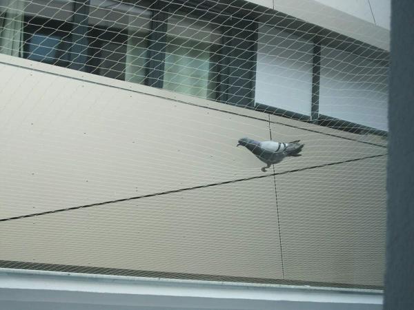 Vahi Pigeon Bird Control Net/Anti Bird Nylon Knotted UV Stabilized Net ...