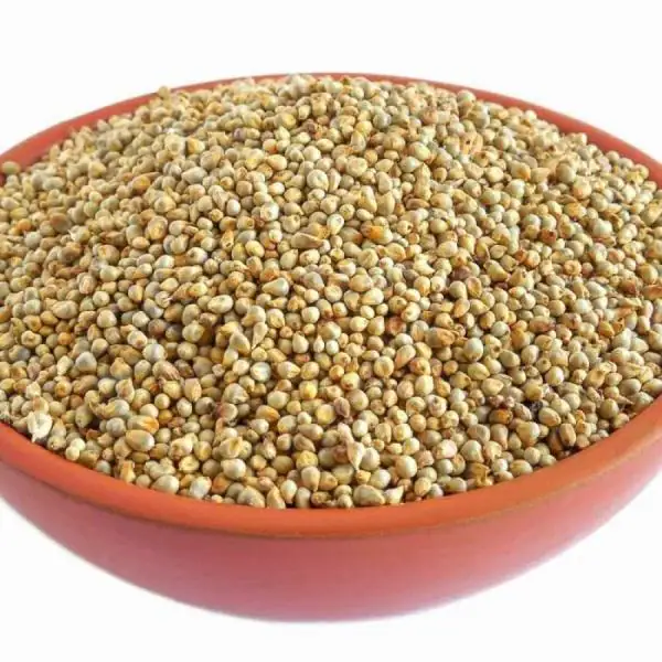 GM NATURAL Bajra Rajasthan Special produced from Dryland Farming ...
