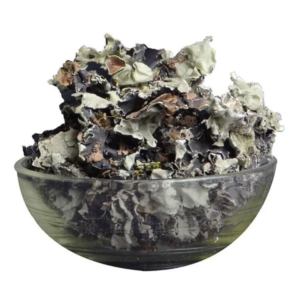 AJAY SPICES Stone Flower/Pathar Phool/Dagad Phool/Chhabila/Kalpasi ...