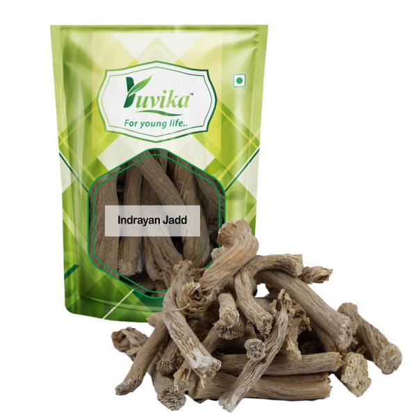 YUVIKA Indrayan Jadd - Indrain Jadd - Citrullus Colocynthis - Indrayan ...