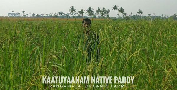 Ogranny Farm Products - Kattuyanam Rice Combo - Natural & Organic Rice ...