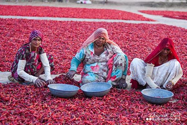 Pure Pik Mathania Red Chilli Whole, Lal Mirch Sabut, Stemless, 1 Kg ...