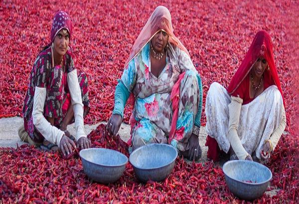 Shirish Masala Mathania Red Chilli (Lal Mirch)(Stemless), Sortex Clean ...