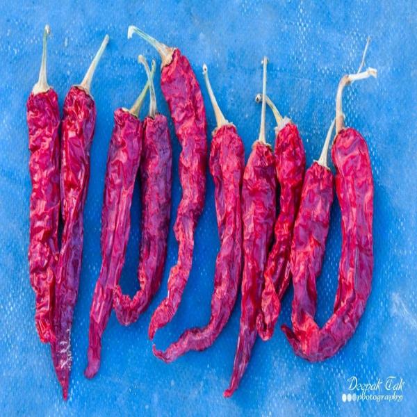 Shirish Masala Mathania Red Chilli (Lal Mirch)(Stemless), Sortex Clean ...