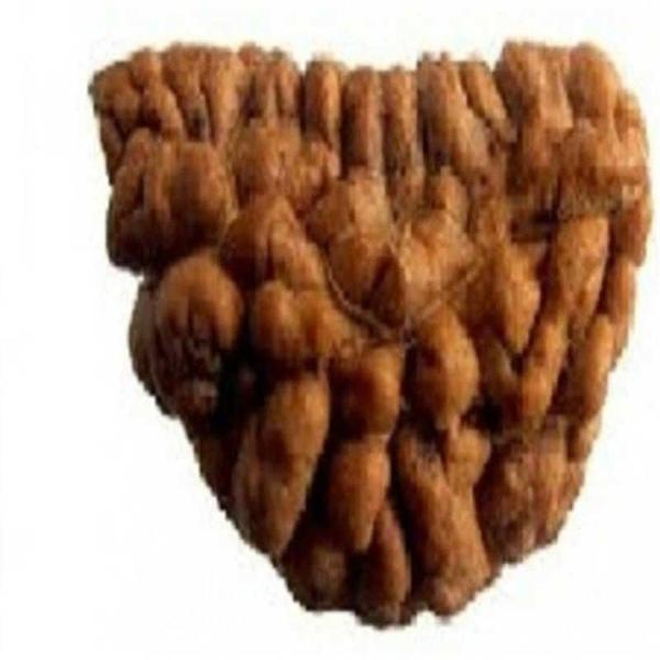 Raviour Lifestyle Ek Mukhi Rudraksha / One Face Rudraksha / 1 Mukhi ...