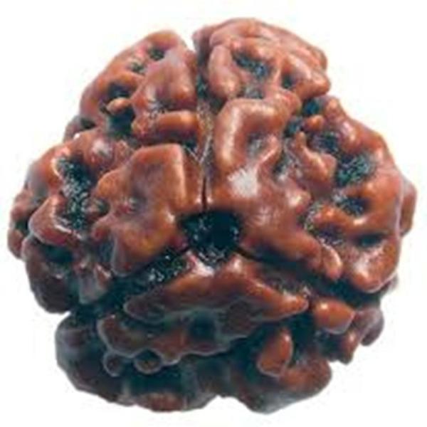 Raviour Lifestyle 3 Face Rudraksha 100 % original Wood - JioMart