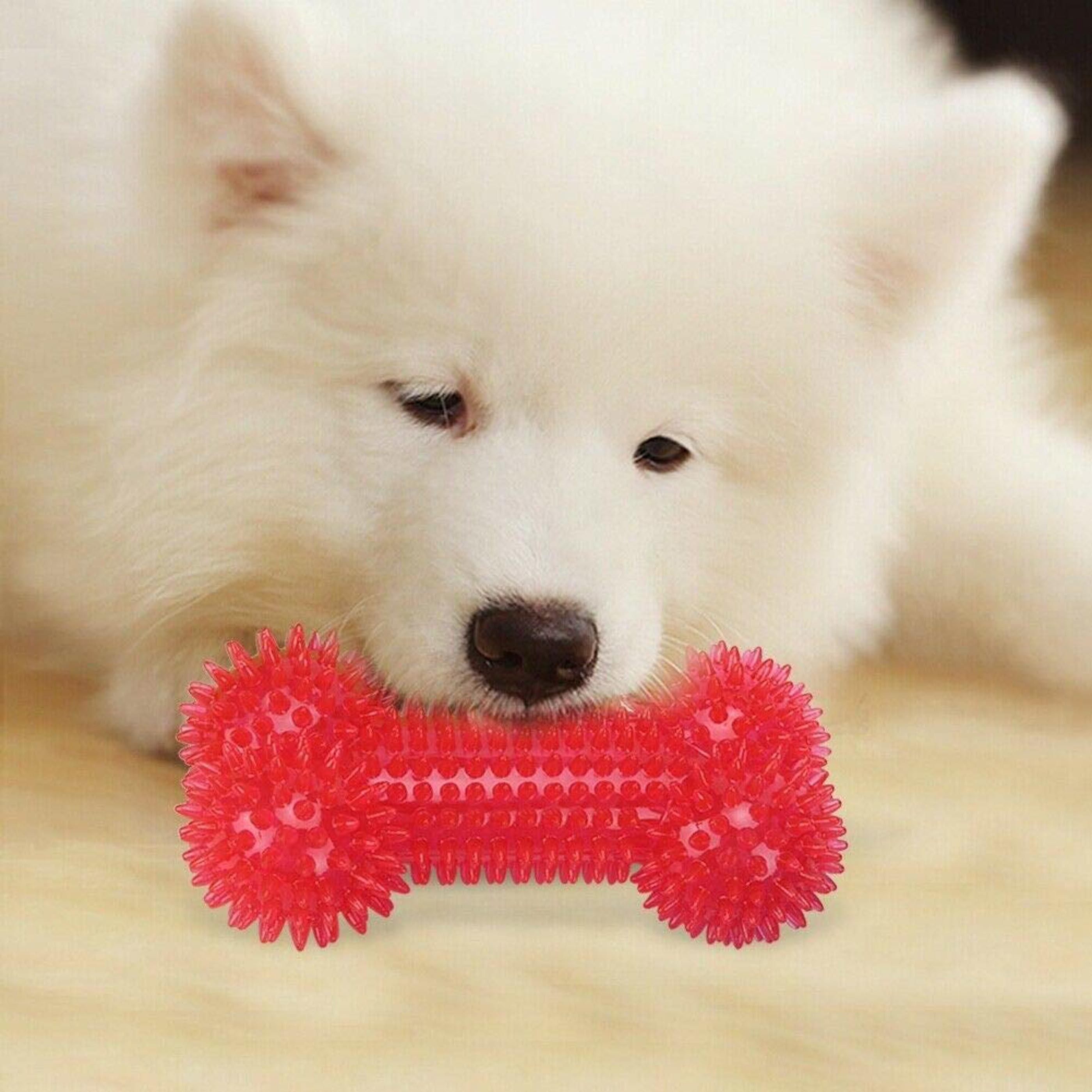 Are Bones Easily Digested By A Japanese Spitz